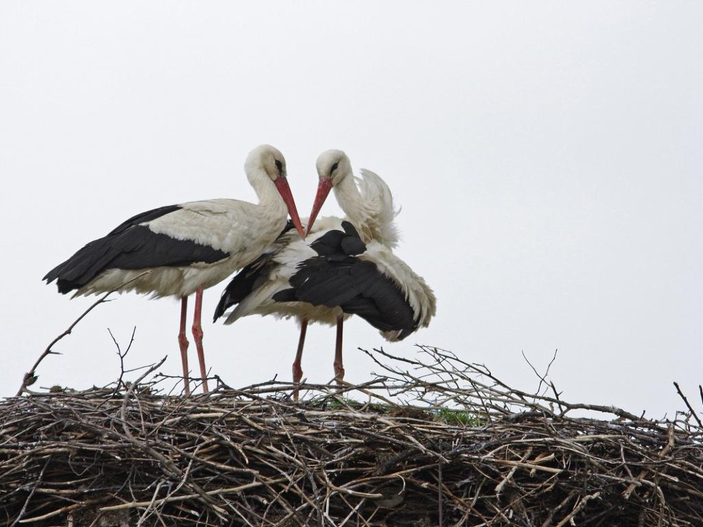 Спасиха четири щъркела за ден - България - Vesti.bg
