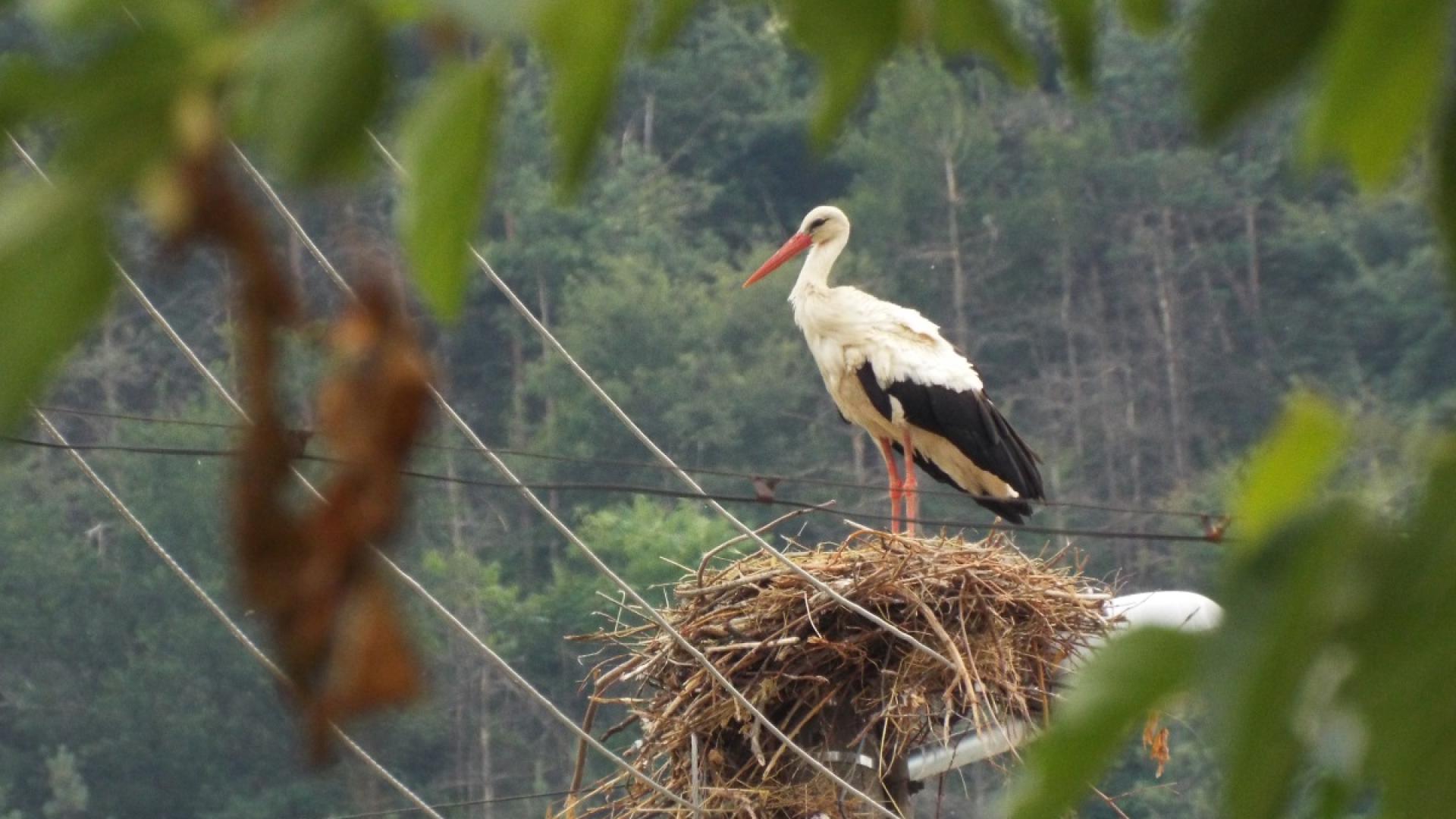 Изпращаме щъркелите в края на август|Vesti.bg