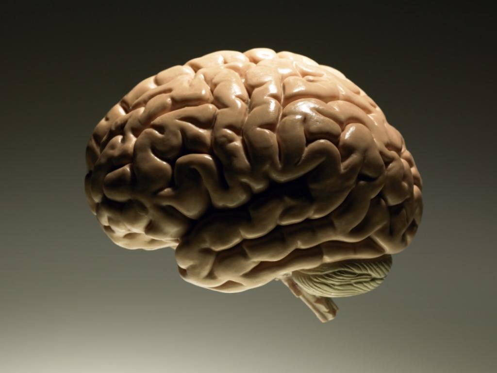 Как английските учени отглеждат човешки мозъци - Любопитно - Vesti.bg