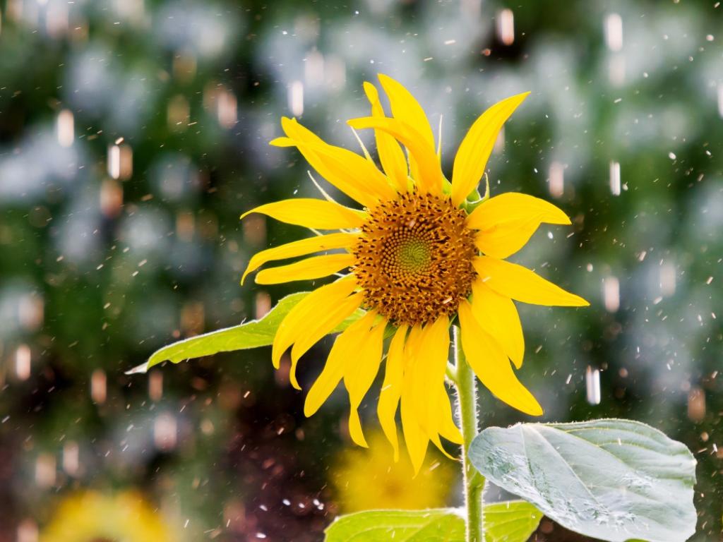 Валежите се завръщат - България - Vesti.bg