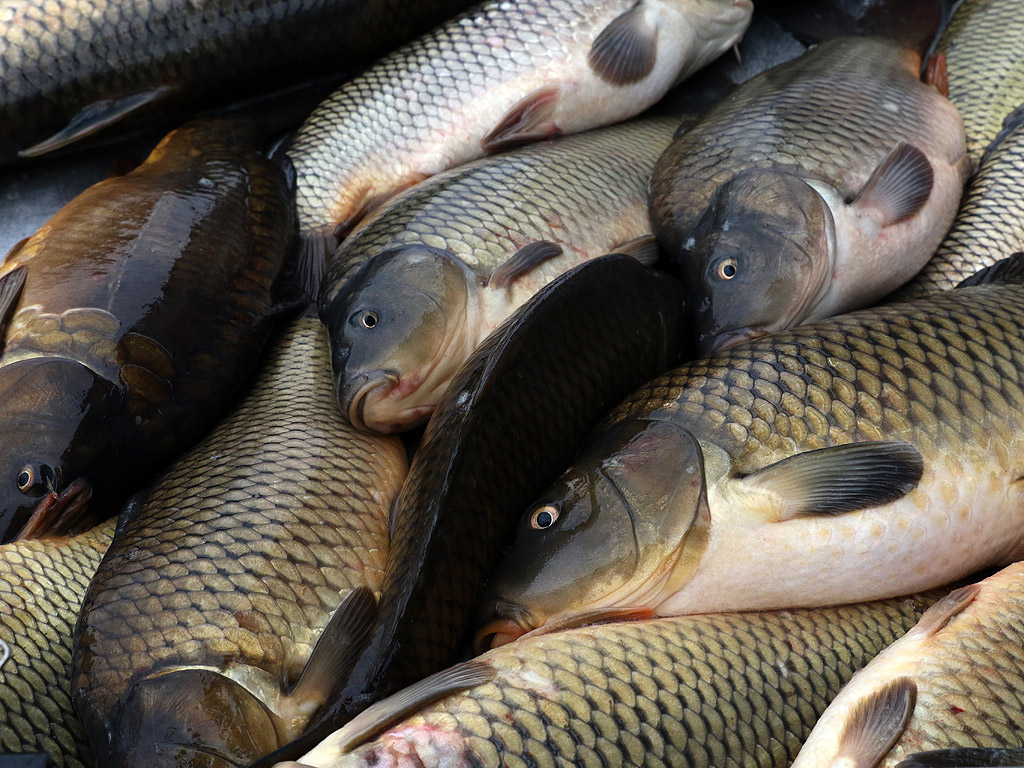 Прясната риба е с розови хриле и с изпъкнали очи - България - Vesti.bg