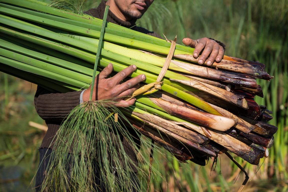 Как египтяните изработват папирус - Сн. 5 Фото галерии - Vesti.bg