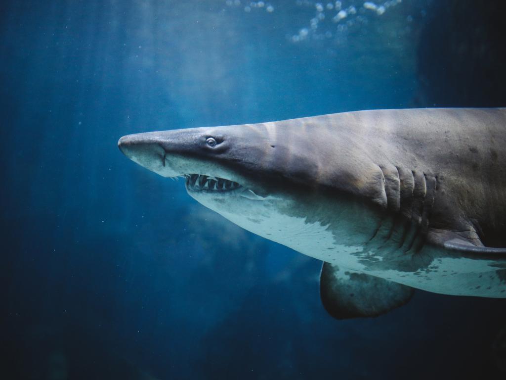 Огромна акула, която плува мирно край хора, бе заснета край брега на ...