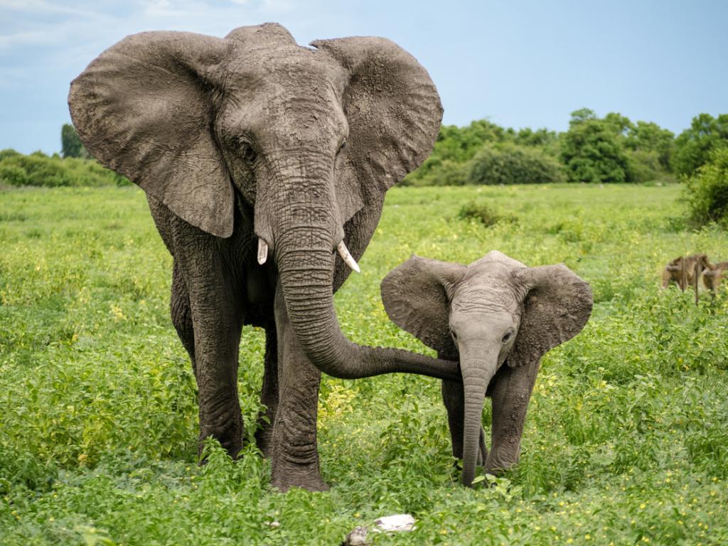 Днес е Световният ден на слона! Защо този бозайник е застрашен ...