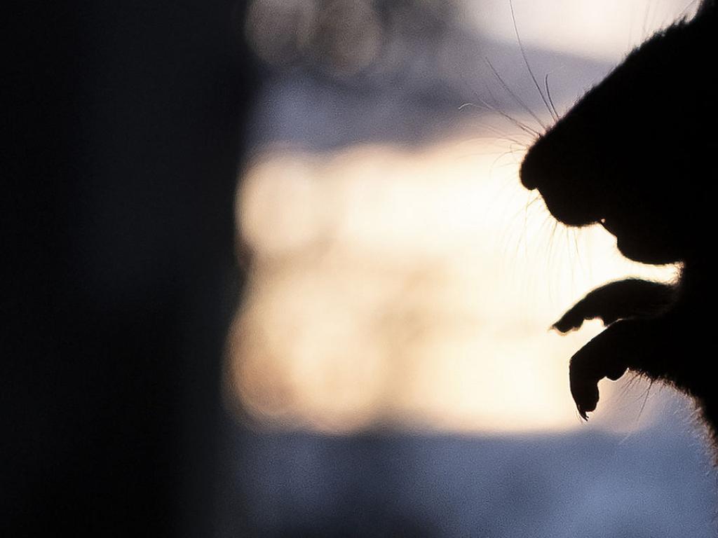 Може ли да бъде възкресен видът Rattus macleari? - Любопитно - Vesti.bg