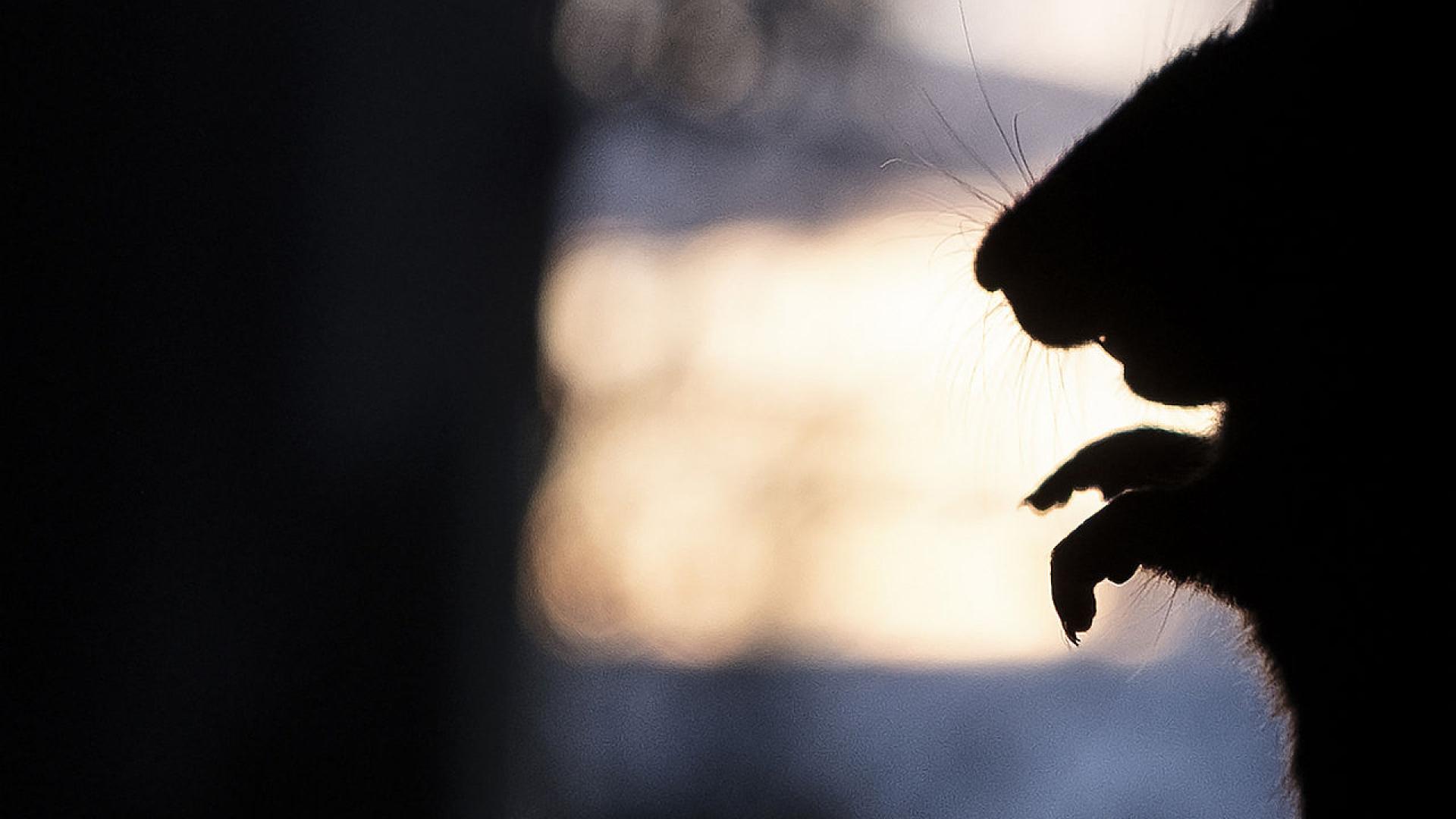 Може ли да бъде възкресен видът Rattus macleari?|Vesti.bg
