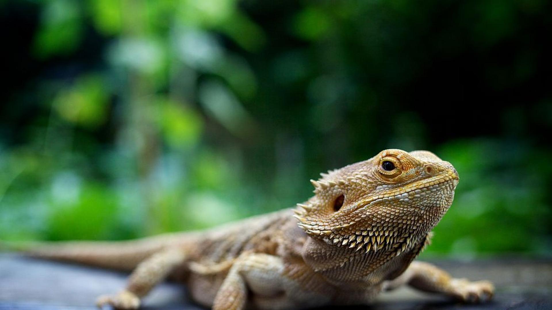 Откриха нов вид гущер в Перу (СНИМКИ)|Vesti.bg