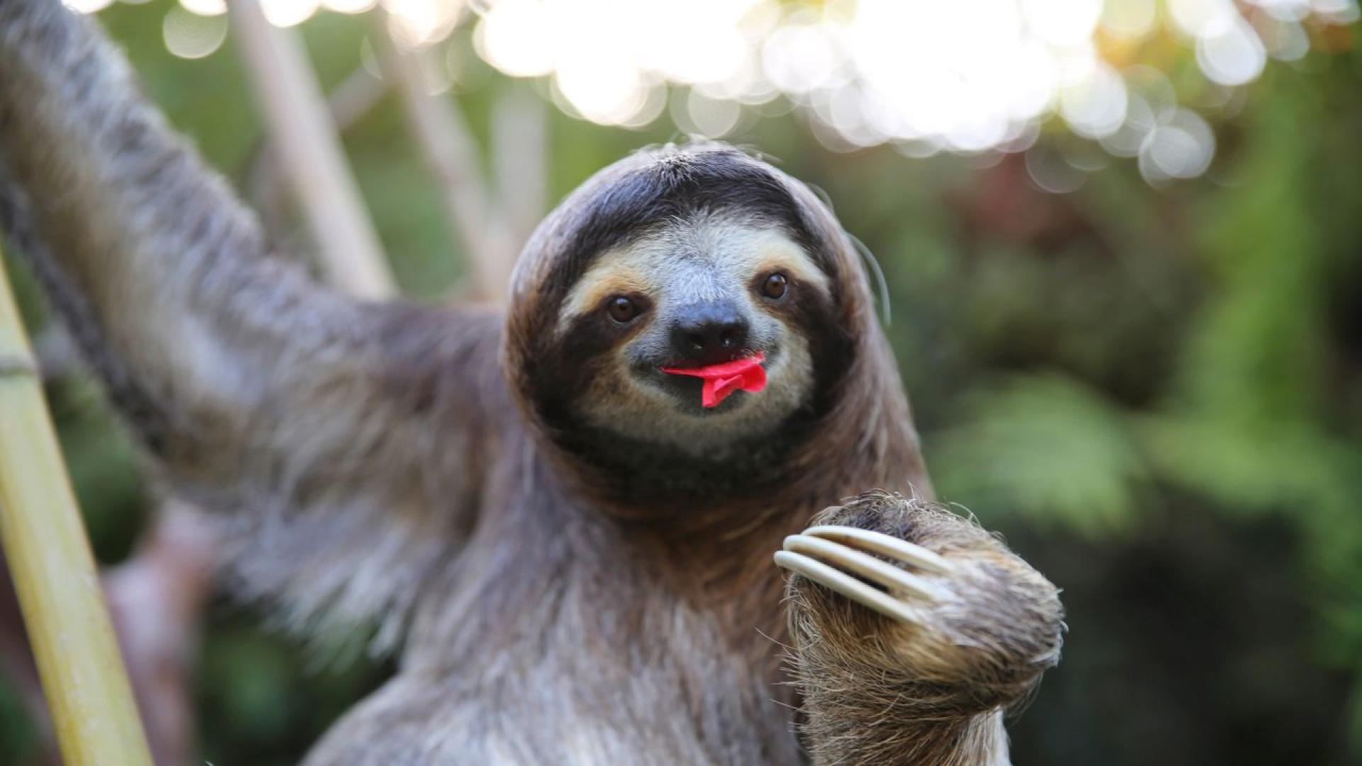 Вижте как ленивец спря движението на оживена улица в Коста Рика (ВИДЕО ...