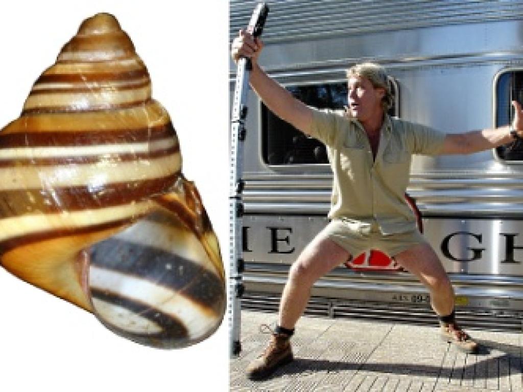 Кръстиха охлюв на Стив Ъруин - Новини | Vesti.bg