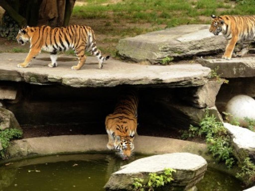 Тигър уби пазач в немски зоопарк - Новини | Vesti.bg